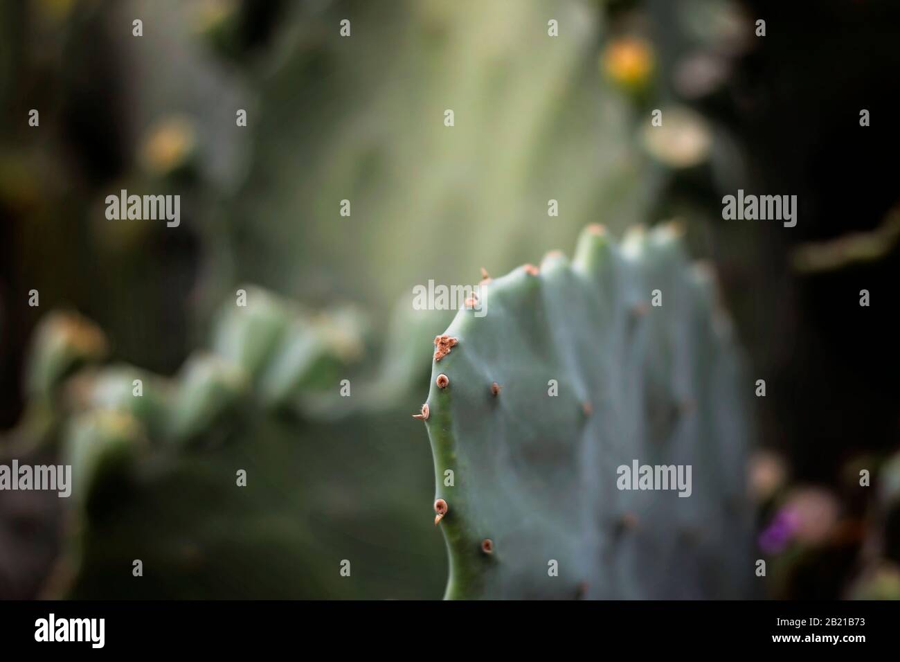 Fractal cactus hi-res stock photography and images - Alamy