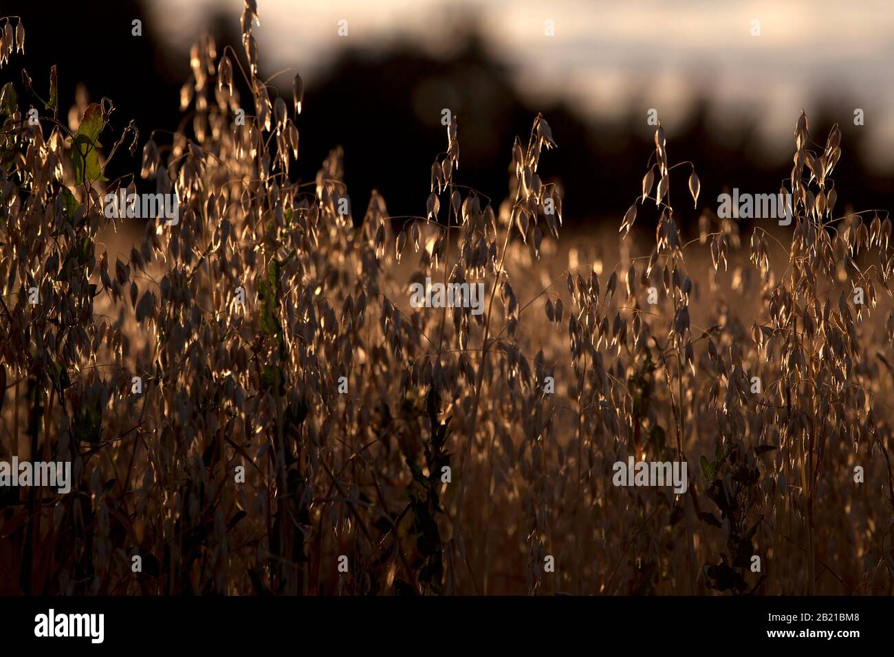Oats field in sunset landscape Stock Photo - Alamy