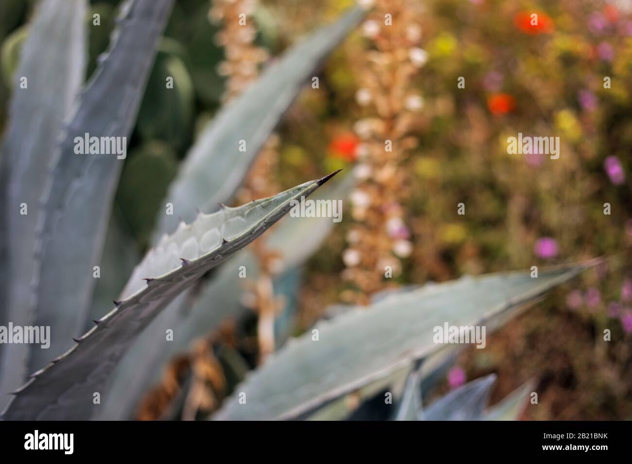 Fractal cactus hi-res stock photography and images - Alamy