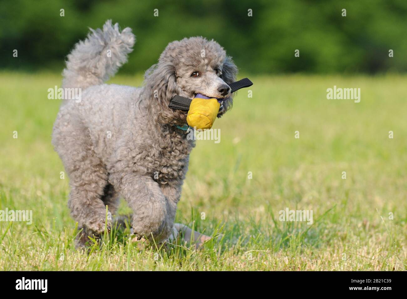 Silver poodle hi-res stock photography and images - Alamy