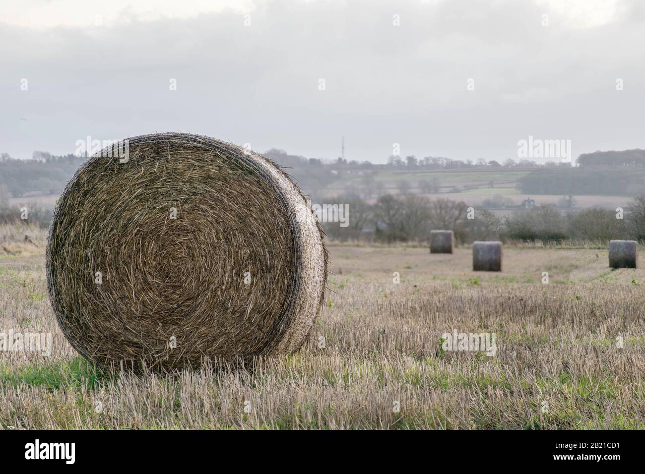 Wheat straw single hi-res stock photography and images - Alamy
