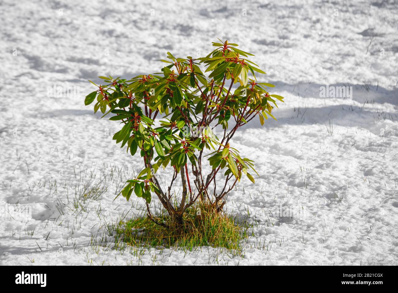 Rhododendron flowering snow hi-res stock photography and images - Alamy