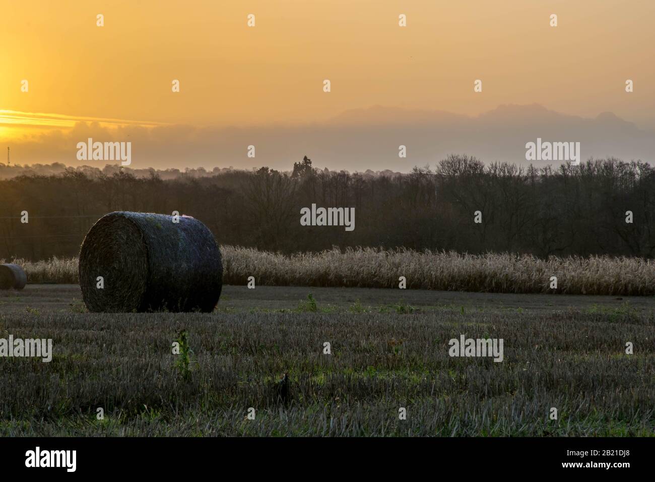 Single haymow in golden hour morning Stock Photo - Alamy