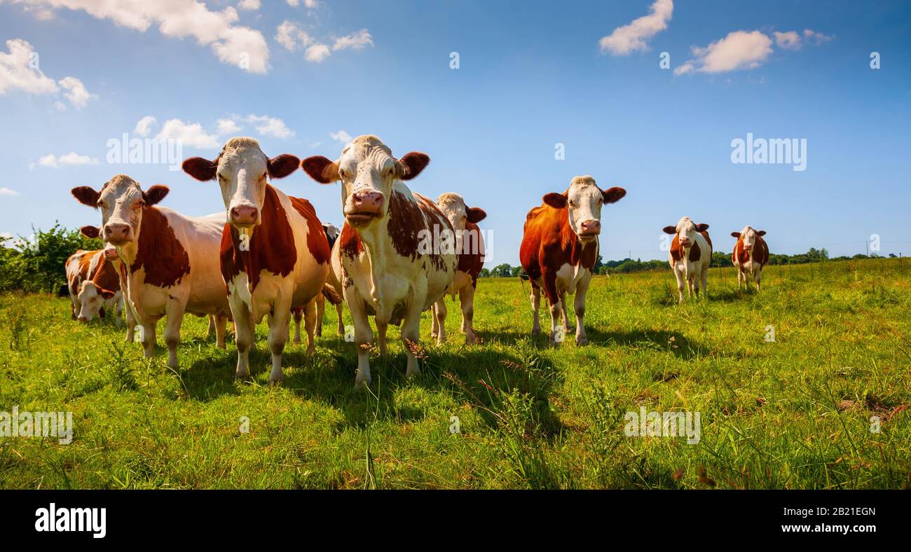 Red cows in the green pasture looking Stock Photo - Alamy