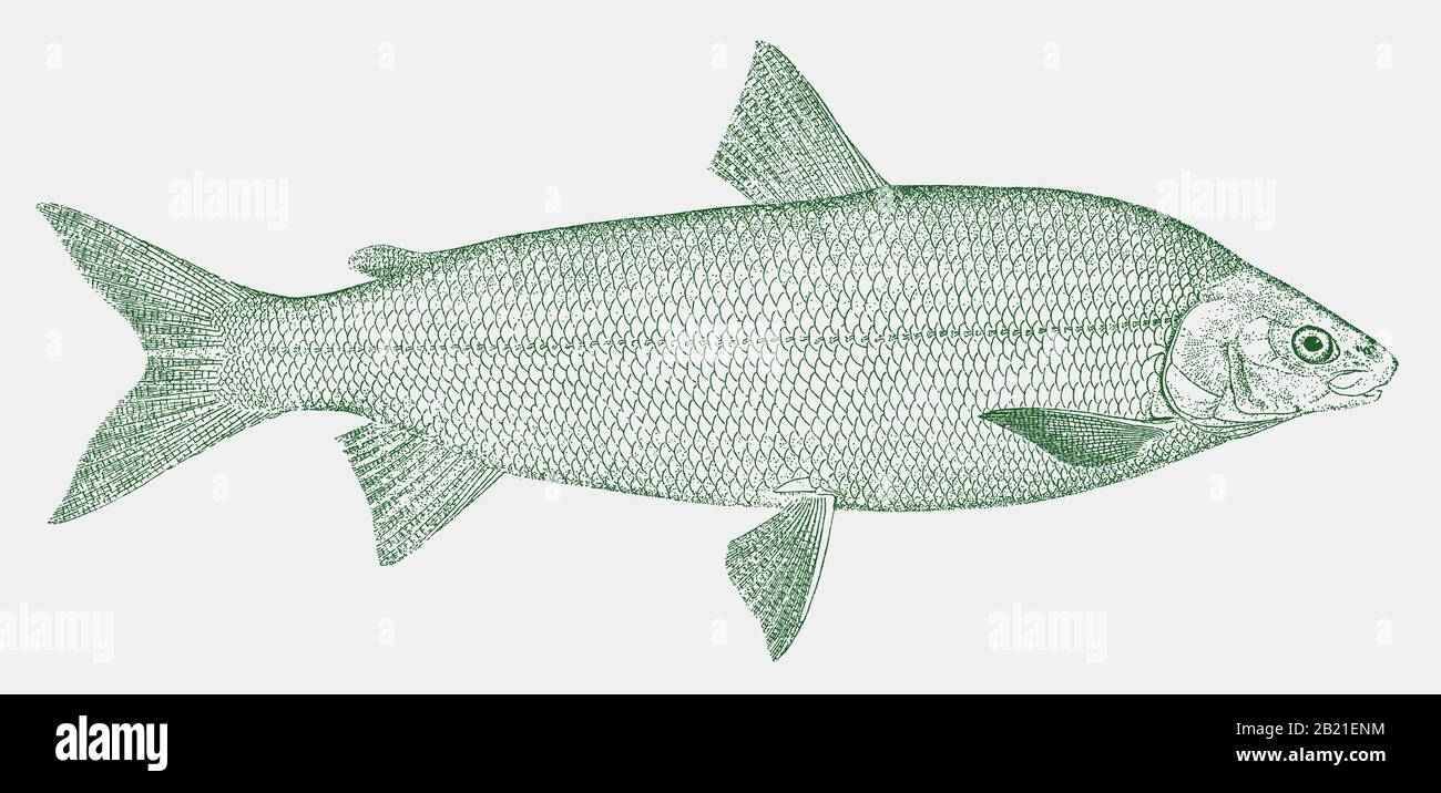 Lake whitefish coregonus clupeaformis, a valuable food fish from north ...