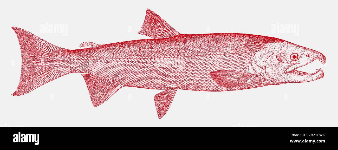 Coho salmon oncorhynchus kisutch, a fish from the pacific ocean in side ...