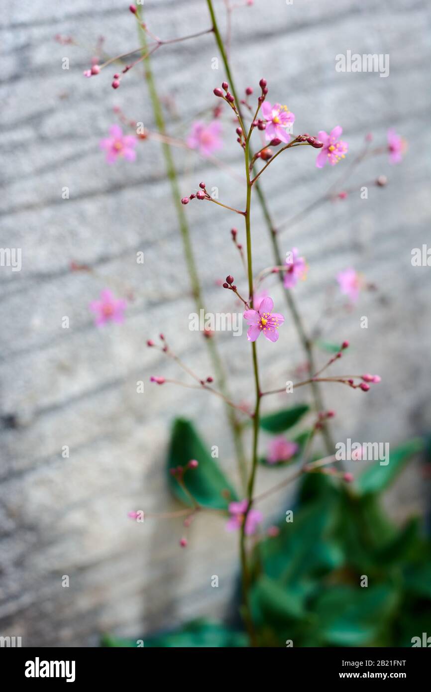 Front view of Talinum Paniculatum flower surrounded by panicles of ...