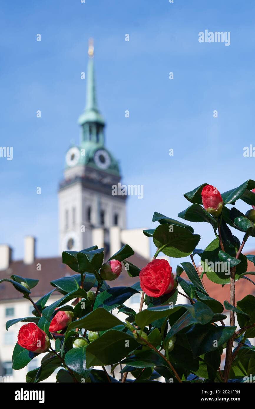 Red roses blooming with the clock tower of St Peter's church, also ...
