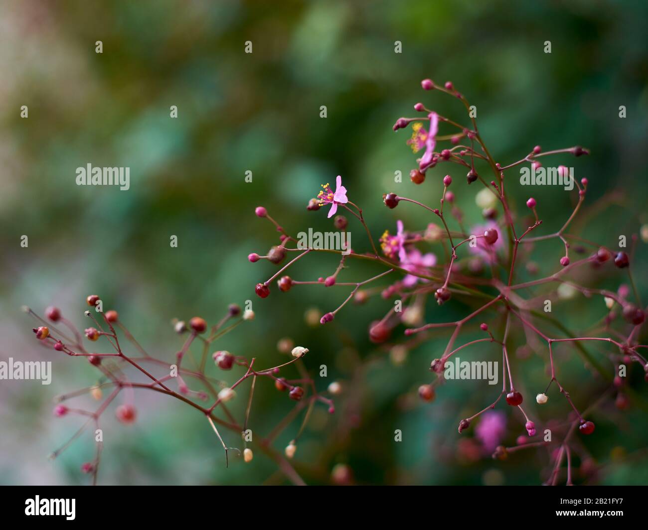 View of Talinum Paniculatum flower surrounded by panicles of flowers ...
