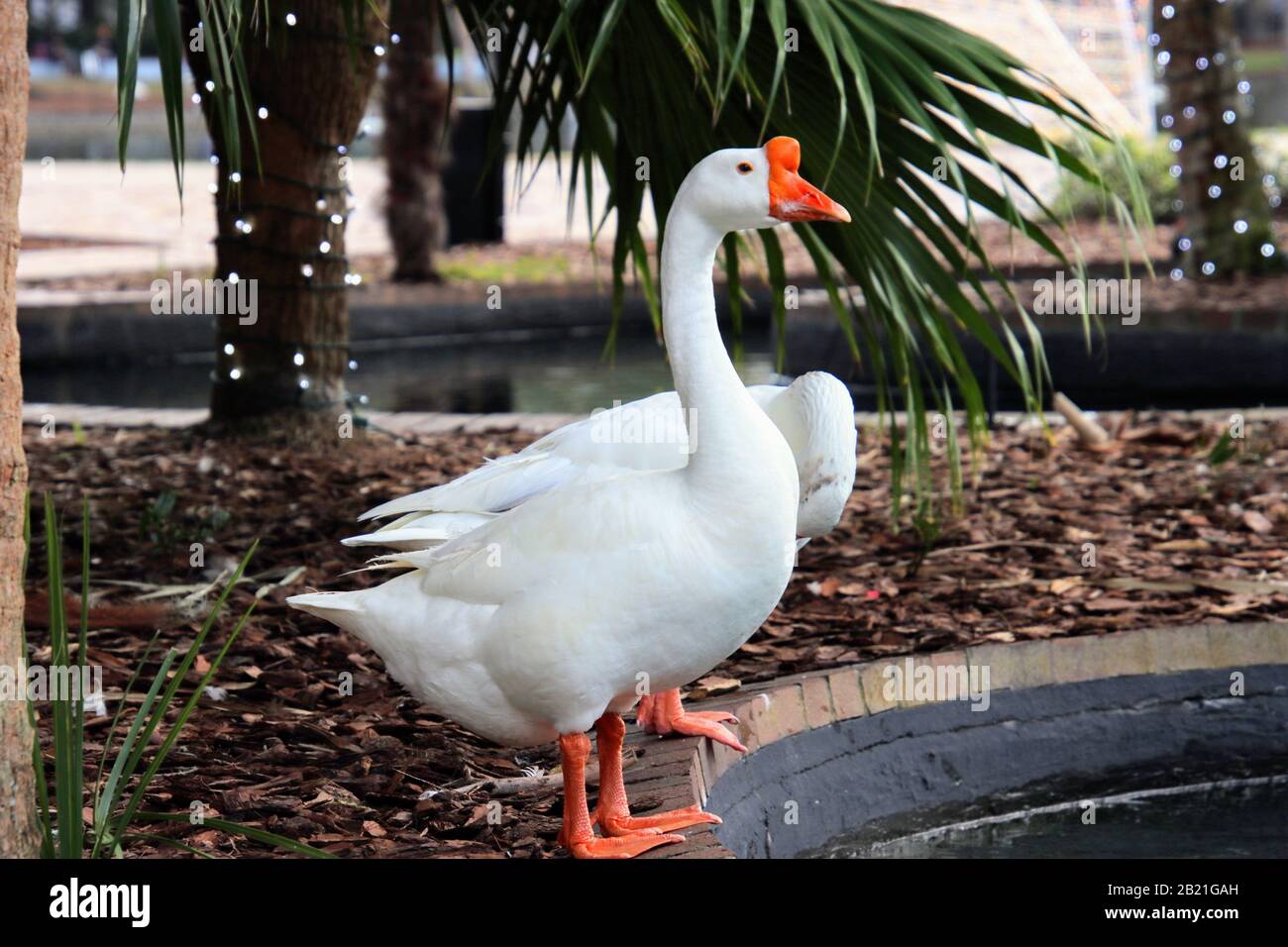 White goose tree hi-res stock photography and images - Alamy