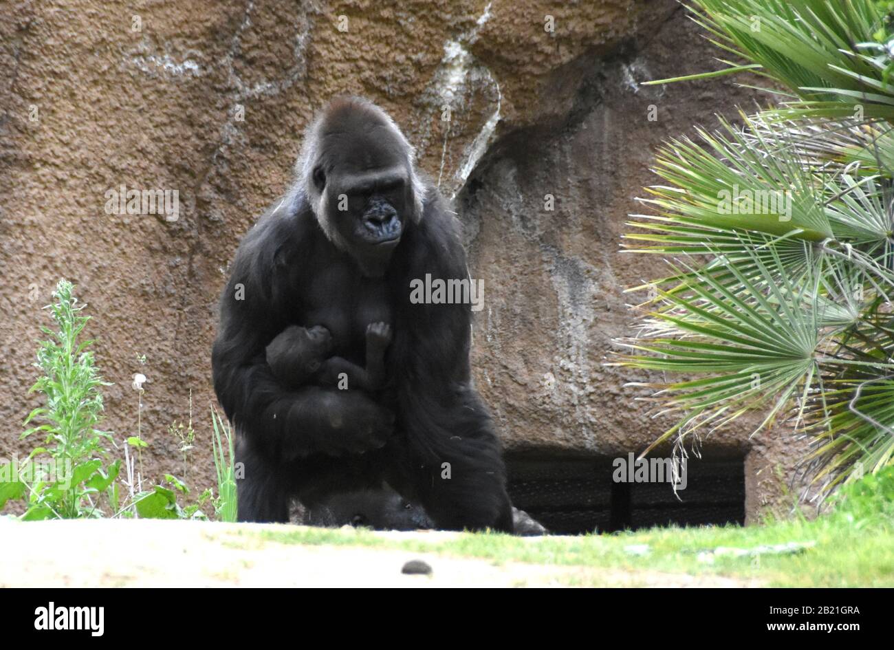 Los Angeles, California, USA 27th February 2020 A Western Lowland Gorilla Mother N'djia and new ...