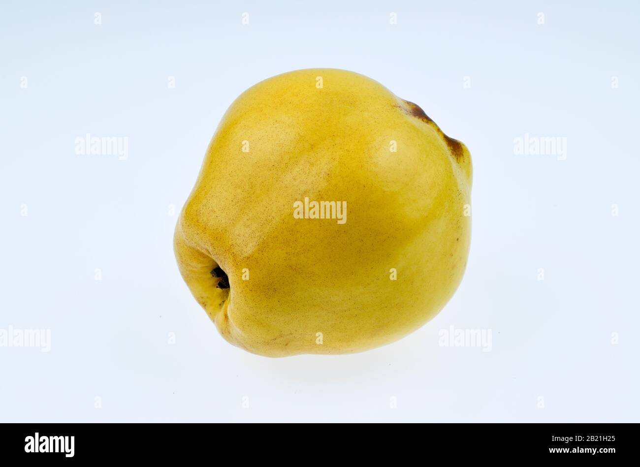 Cydonia oblonga quitte hi-res stock photography and images - Alamy