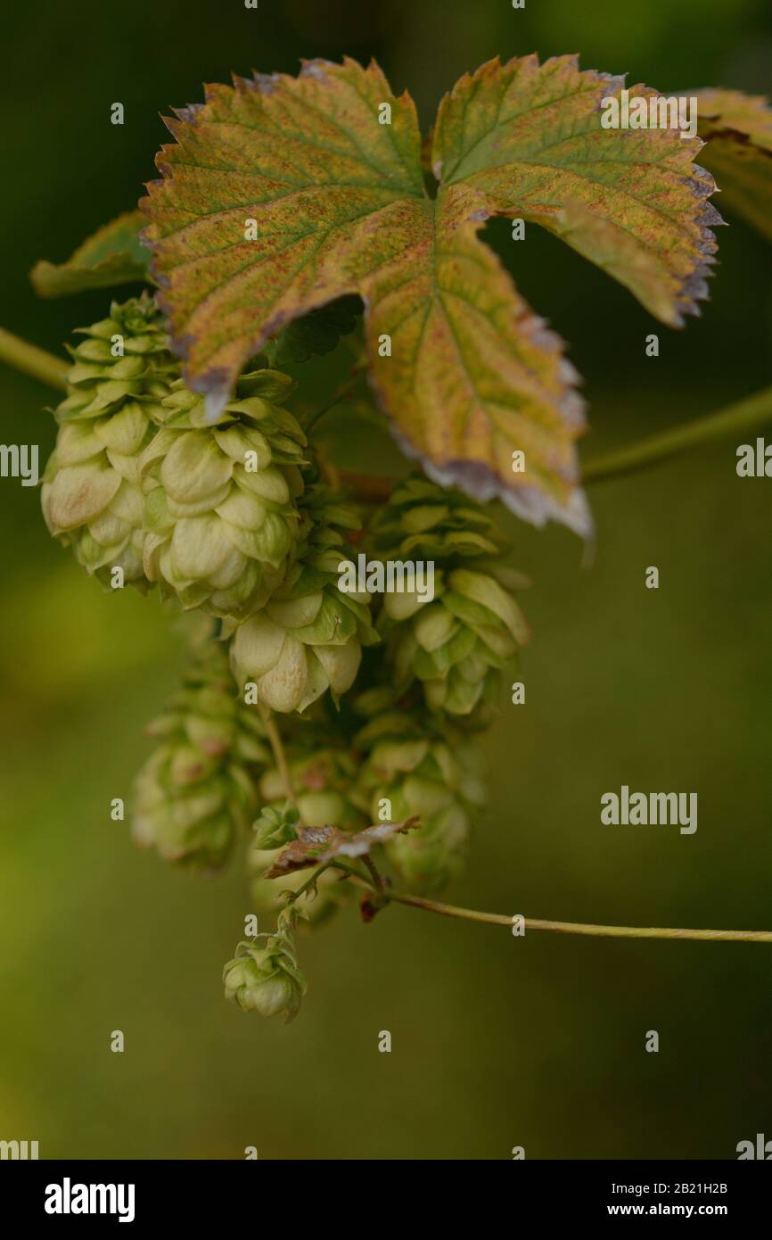 Pflanze hopfen hi-res stock photography and images - Alamy