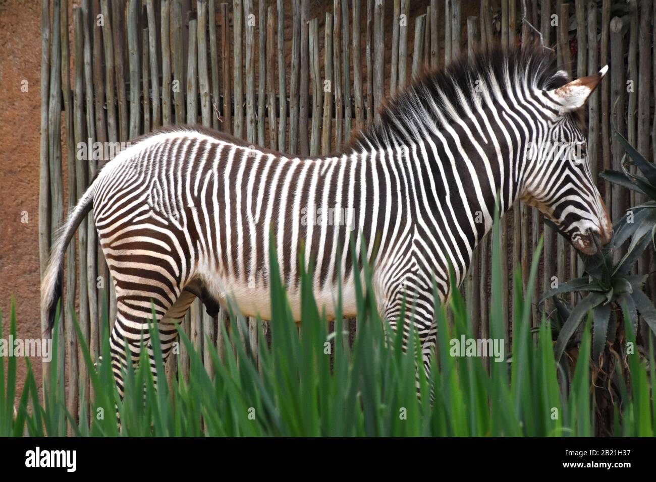 Los Angeles, California, USA 27th February 2020 A Grevy's Zebra on ...