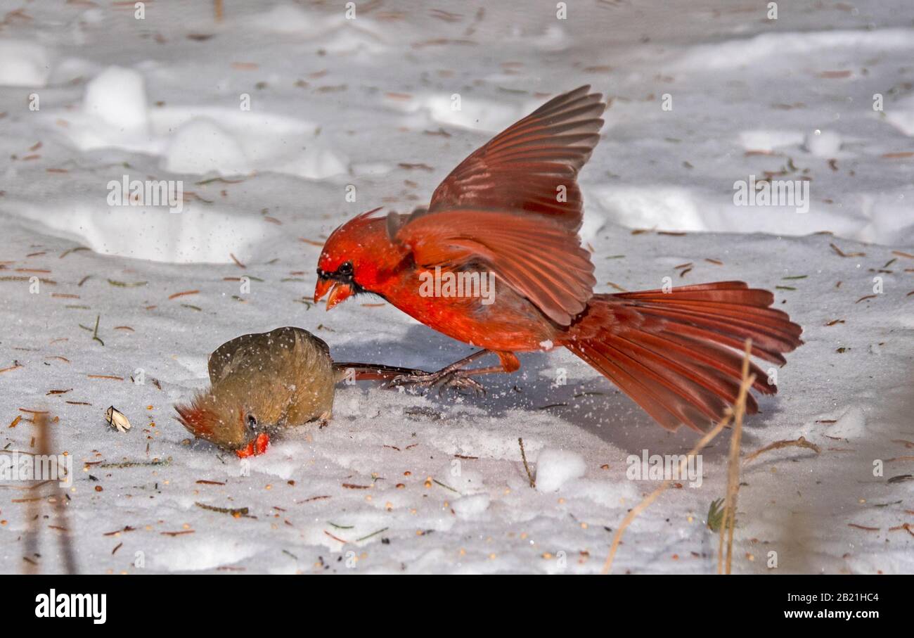 Cardinal Bird Pair High Resolution Stock Photography and Images - Alamy