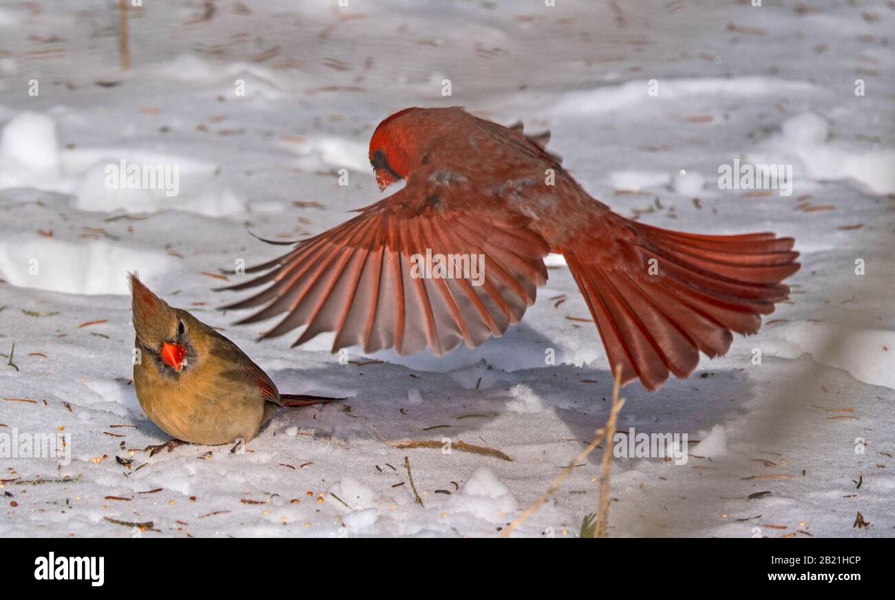 Male And Female Cardinals High Resolution Stock Photography and Images ...