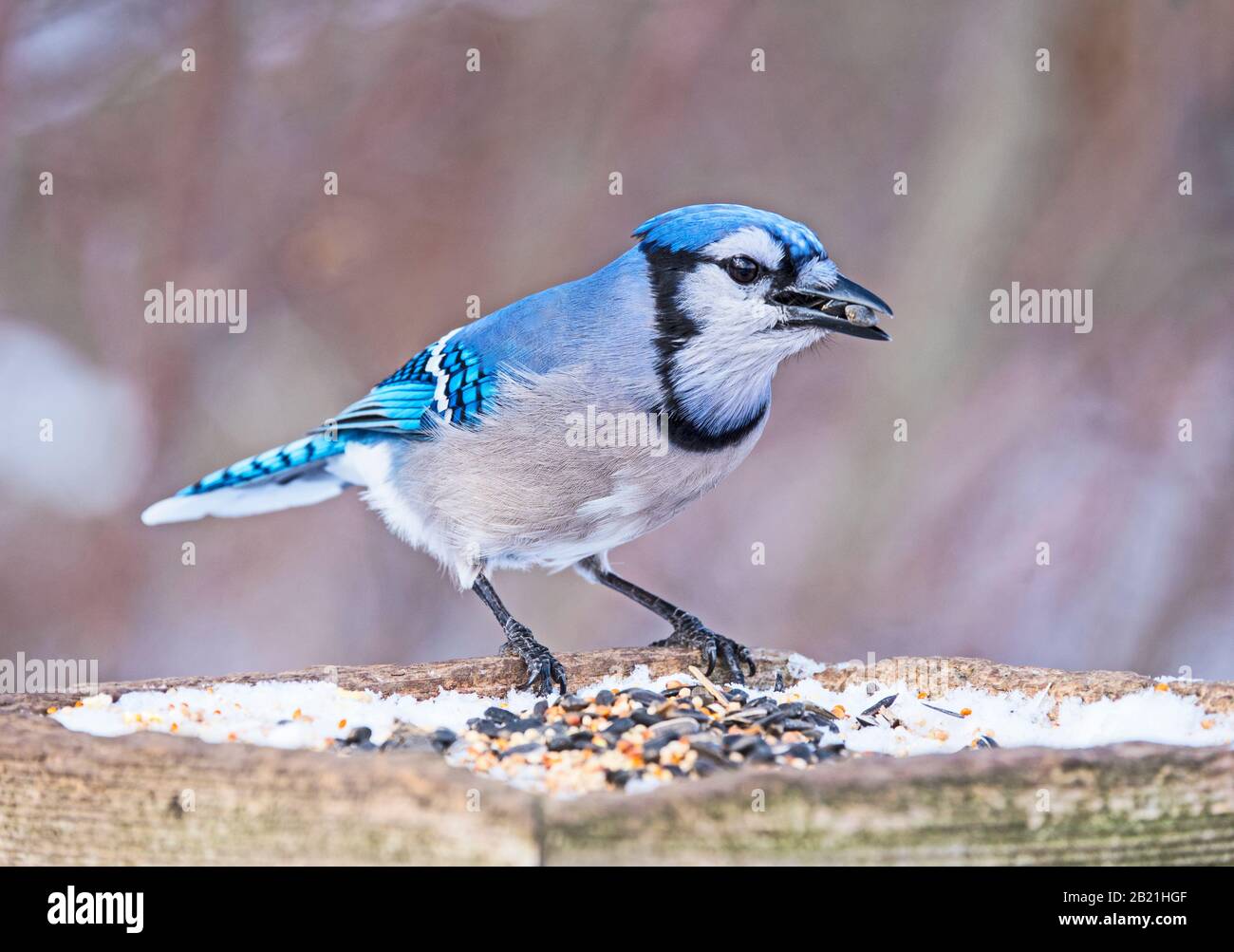 Animal Feeder High Resolution Stock Photography and Images - Alamy