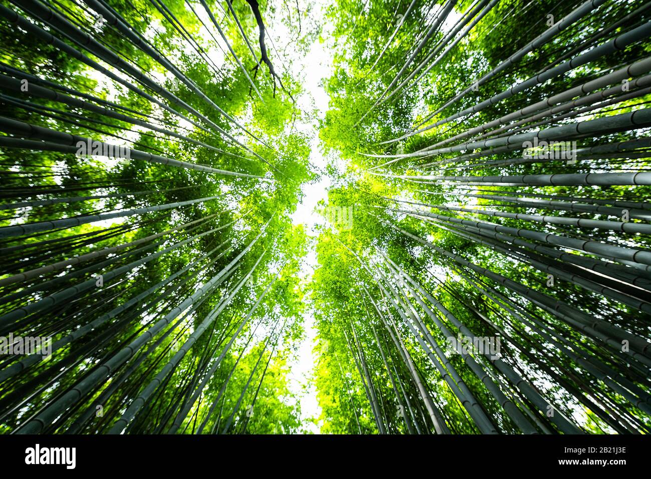 Kyoto, Japan canopy wide angle view looking up of Arashiyama bamboo ...