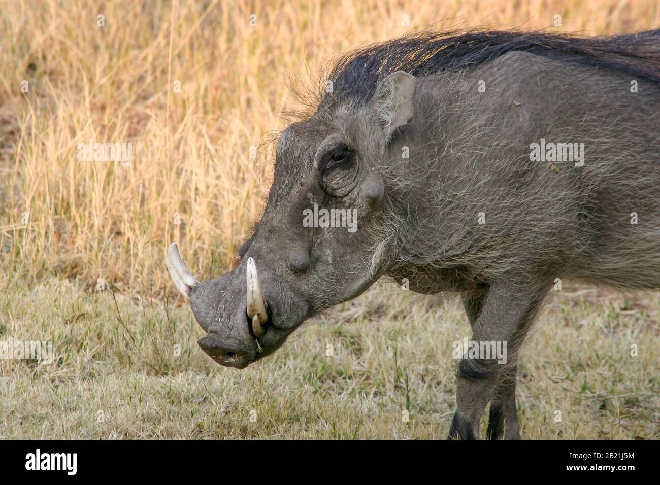 Portrait of common gray warthog, phacochoerus aethiopicus, standing in ...
