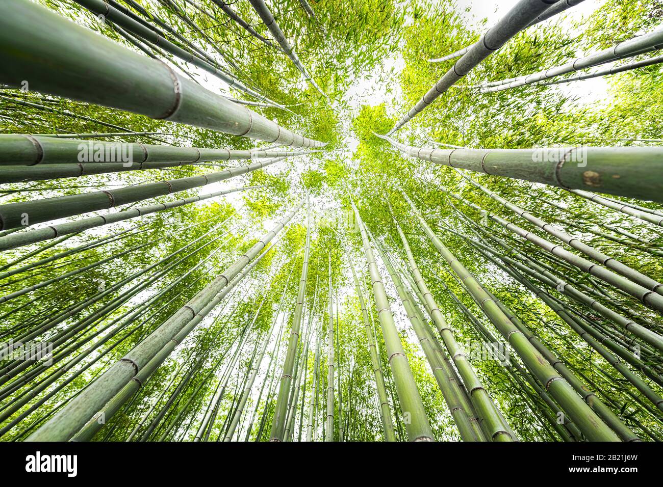 Kyoto, Japan canopy closeup wide angle view looking up of Arashiyama ...