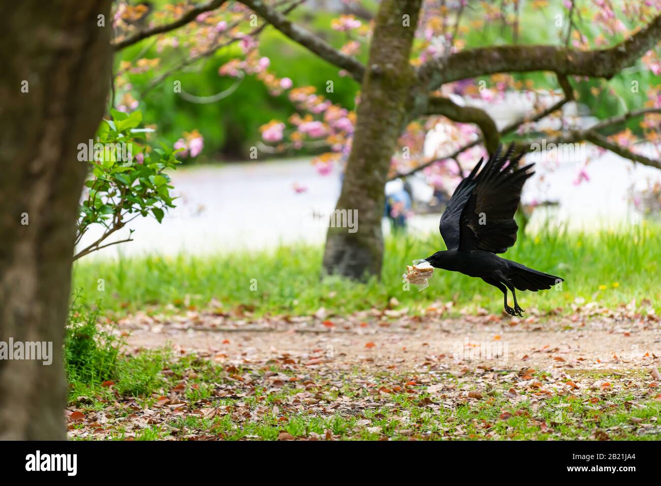 Kyoto, Japan park gyoen near Imperial Palace with one large black raven ...