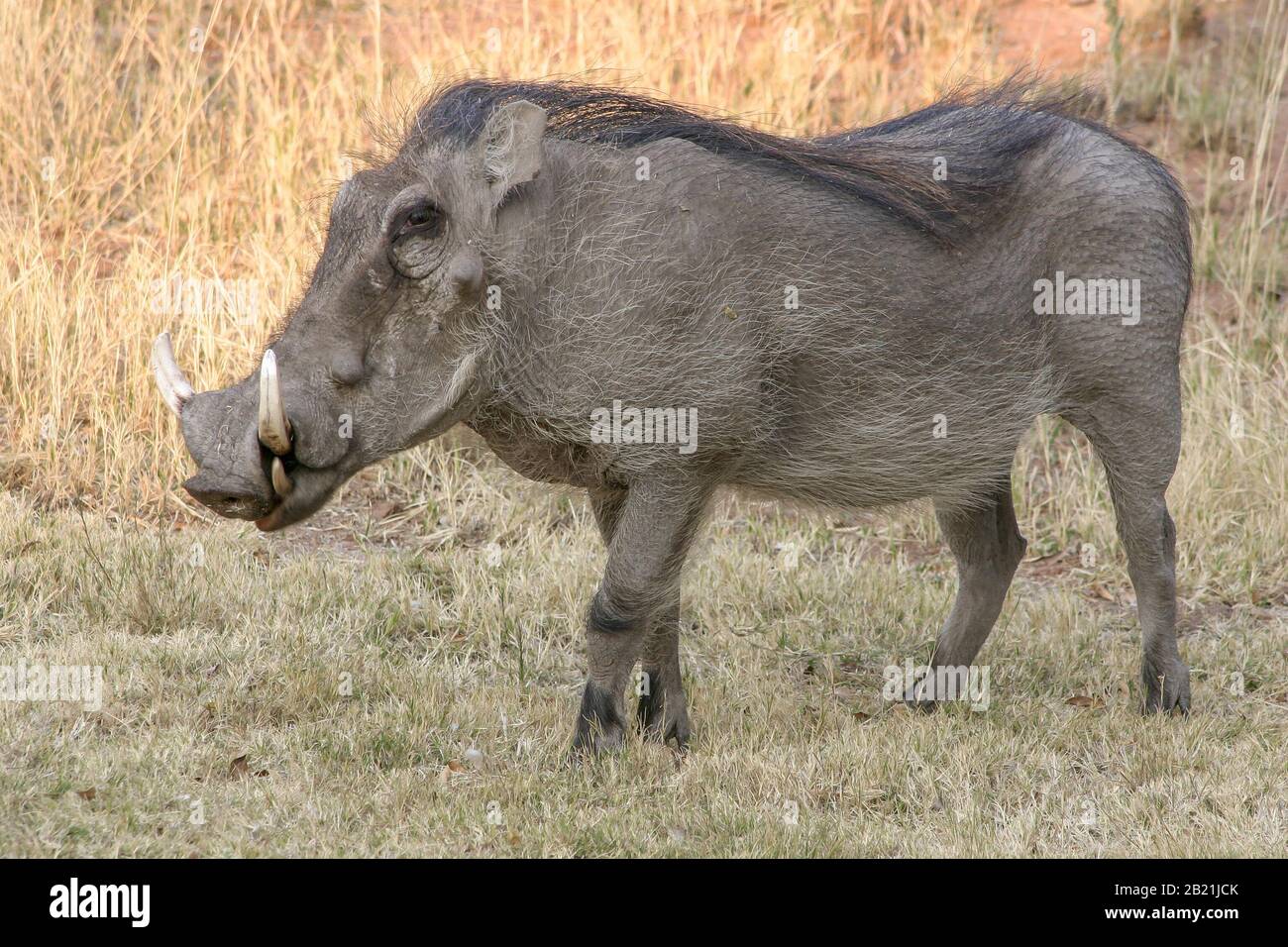 Portrait of common gray warthog, phacochoerus aethiopicus, standing in ...