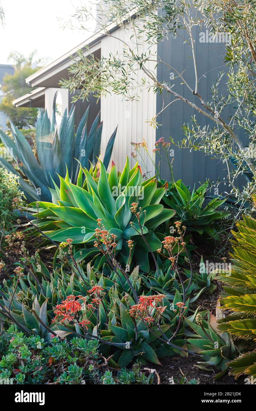 California home landscaping example with succulents and agave for ...
