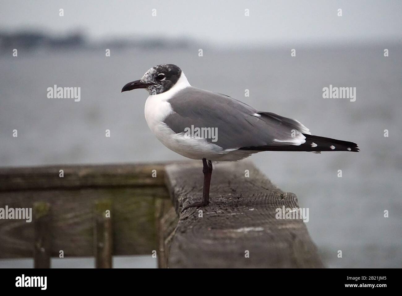 Seagull perching on water hi-res stock photography and images - Alamy