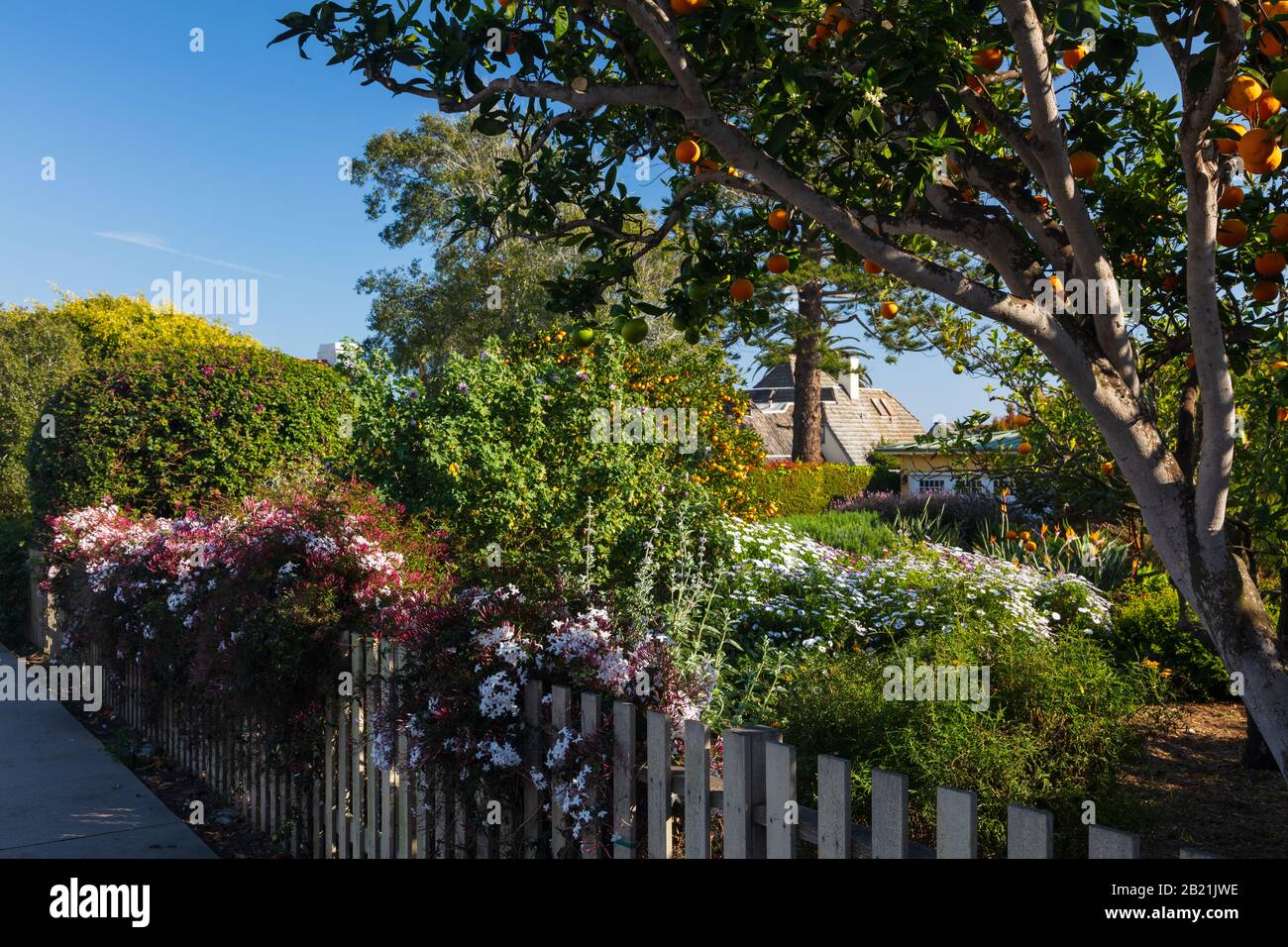 California home landscaping example with wood fence and varied planting ...