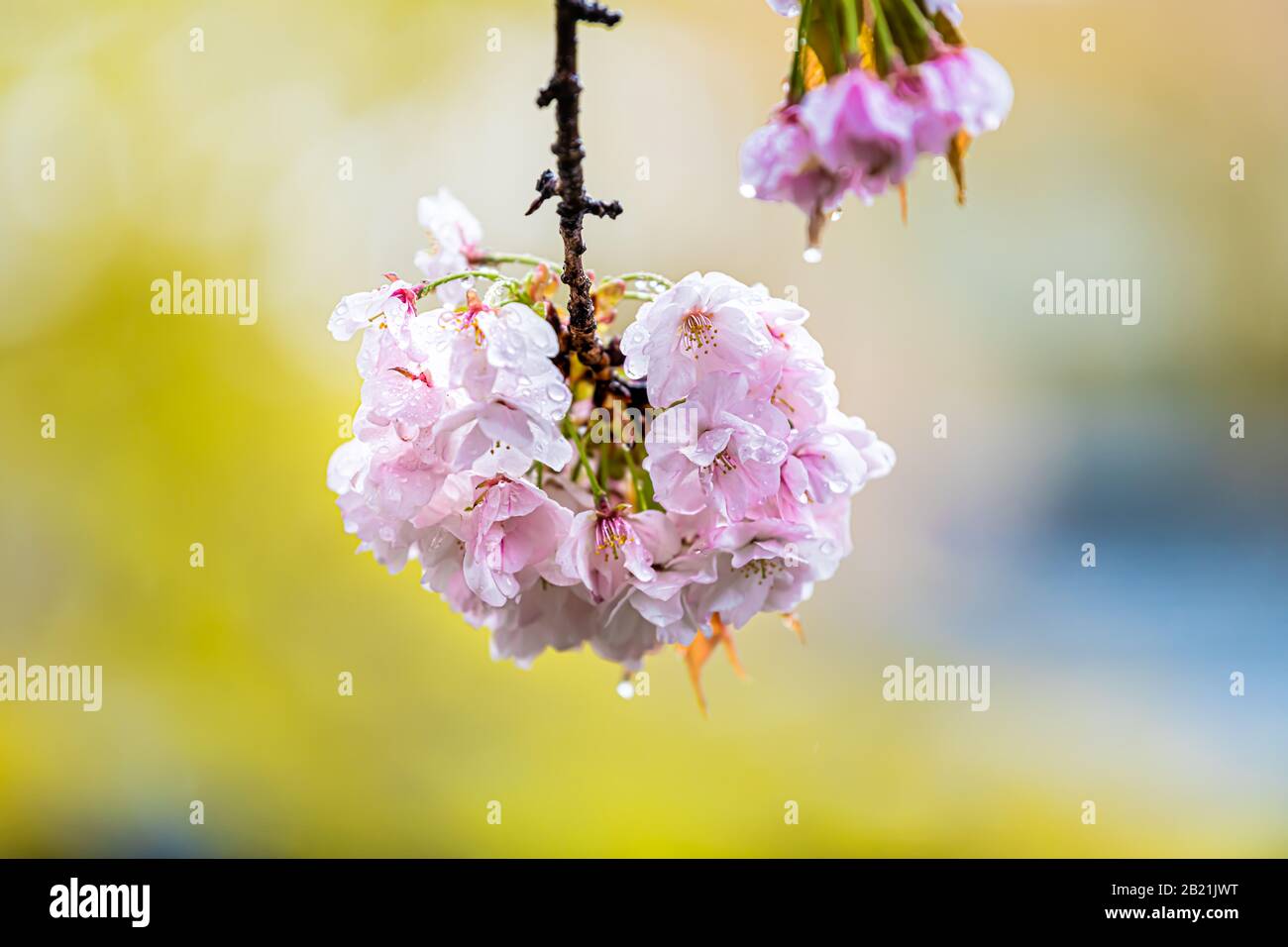 Kyoto, Japan hanging weeping cluster of flowers on cherry blossom ...