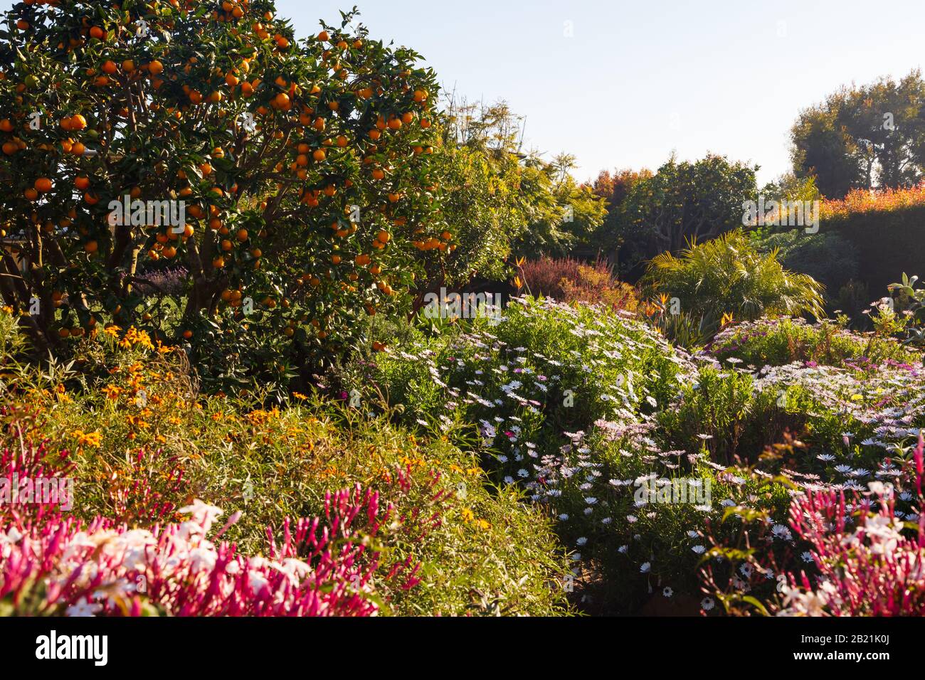 Beautiful California home landscaping example with varied and drought ...