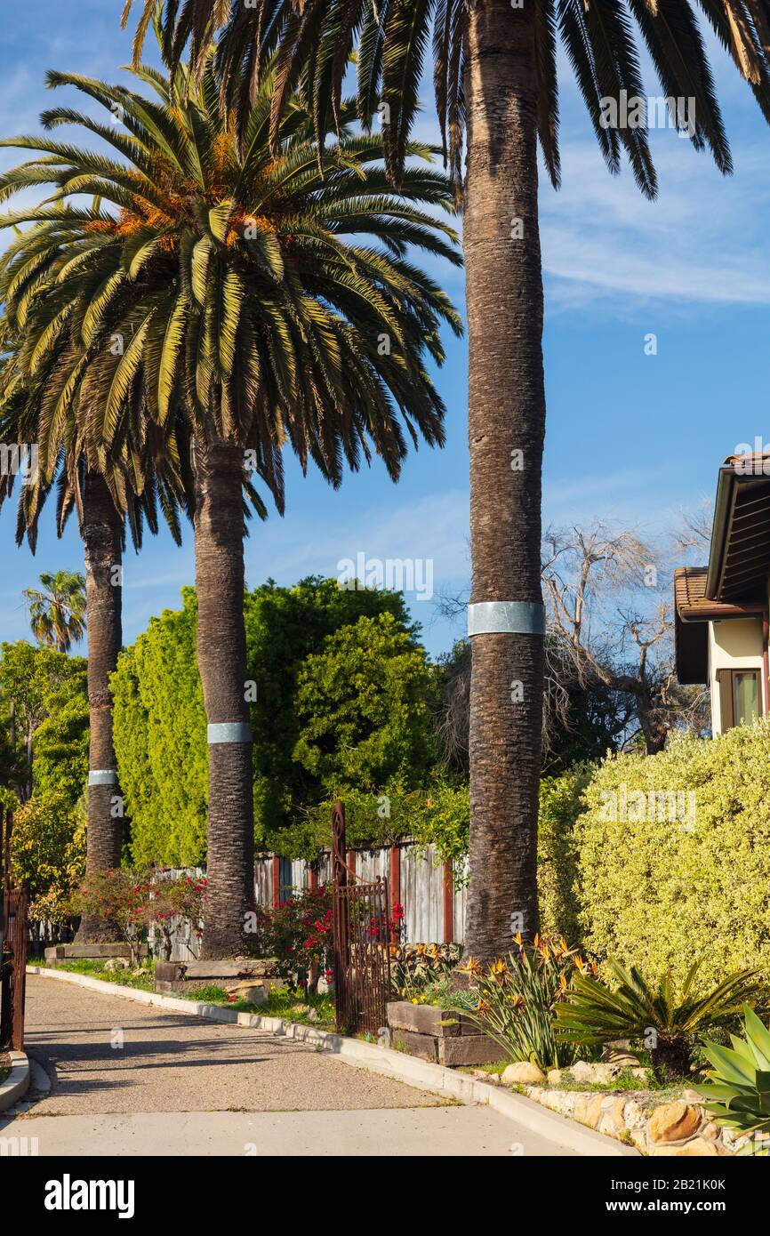 California home landscaping example with wood fence and varied planting ...