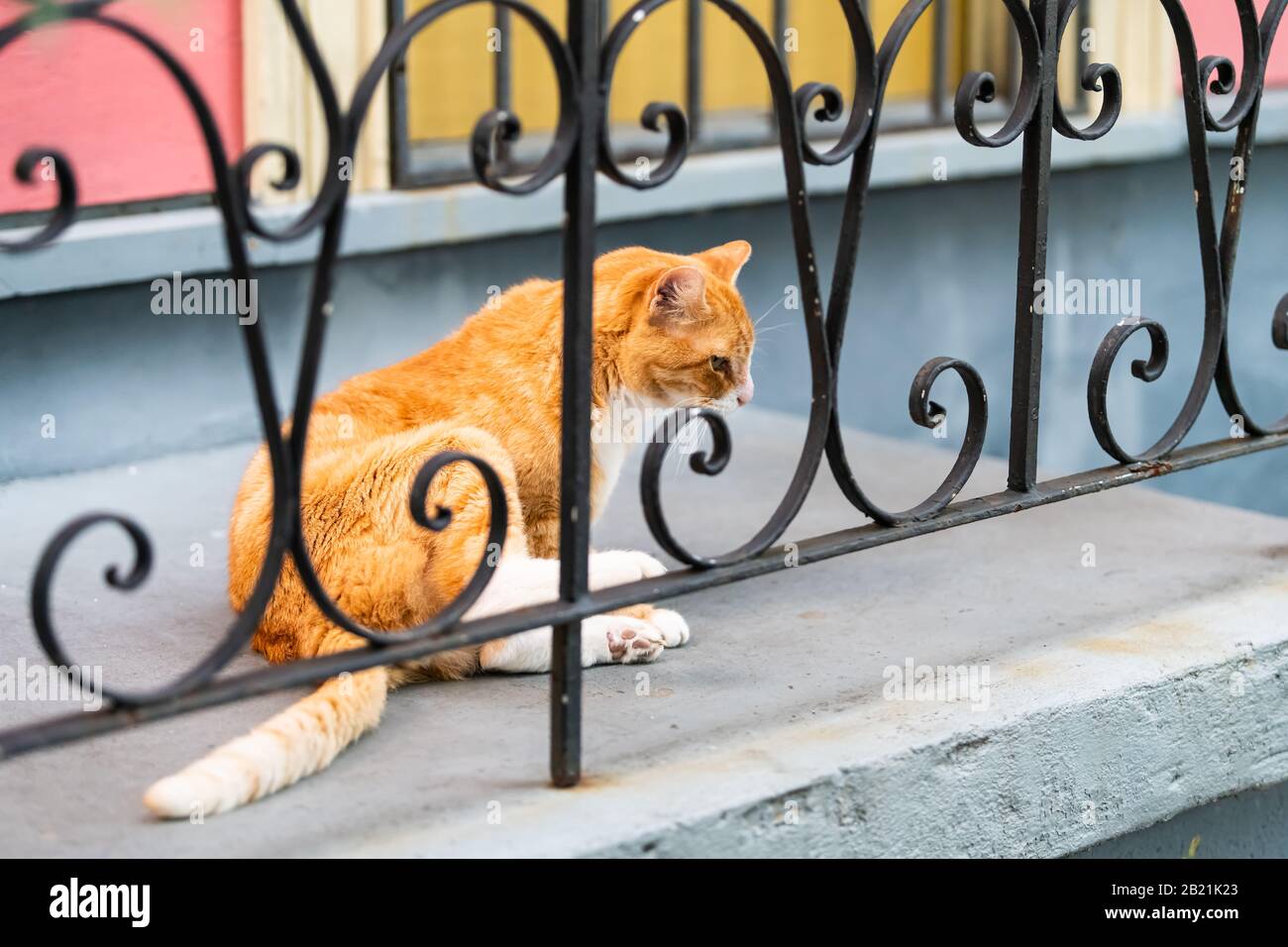 Stray orange white cat behind wrought iron railing on sidewalk street ...