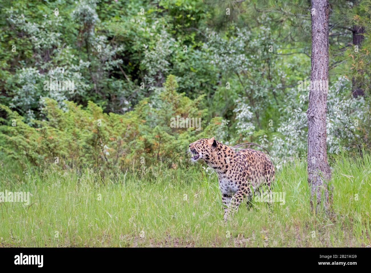 Endangered Amur Leopard Prowling through Long Grass Stock Photo - Alamy