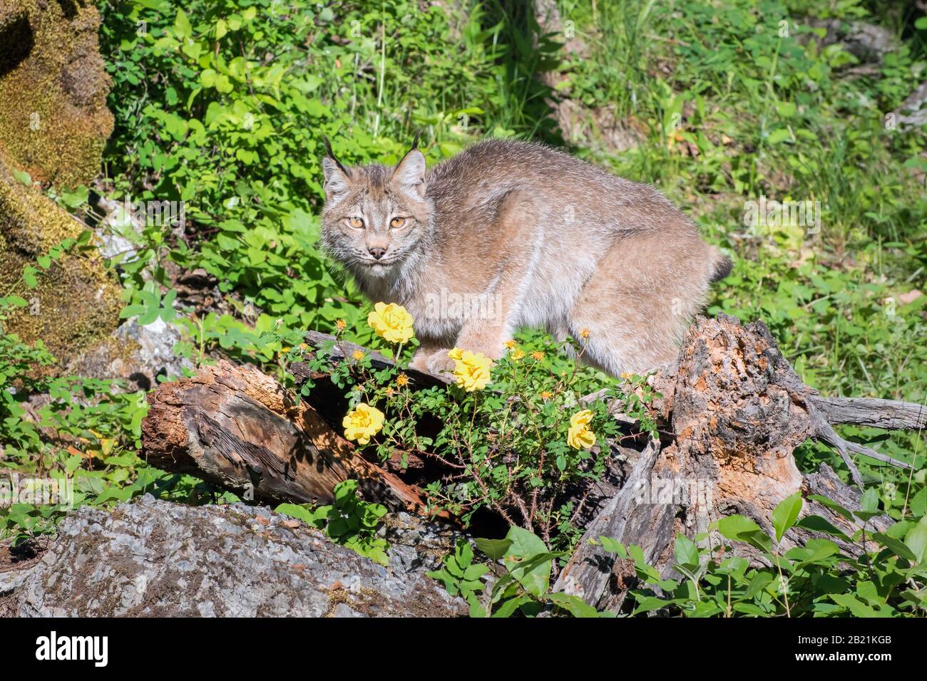 Canada lynx adult hi-res stock photography and images - Alamy