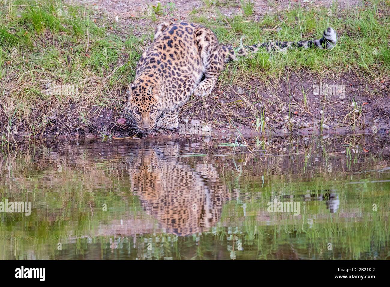 Leopard drink hi-res stock photography and images - Alamy