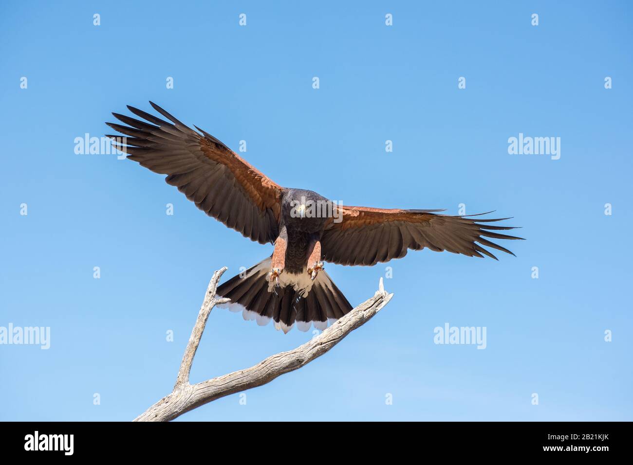 Hawk wing isolated hi-res stock photography and images - Alamy