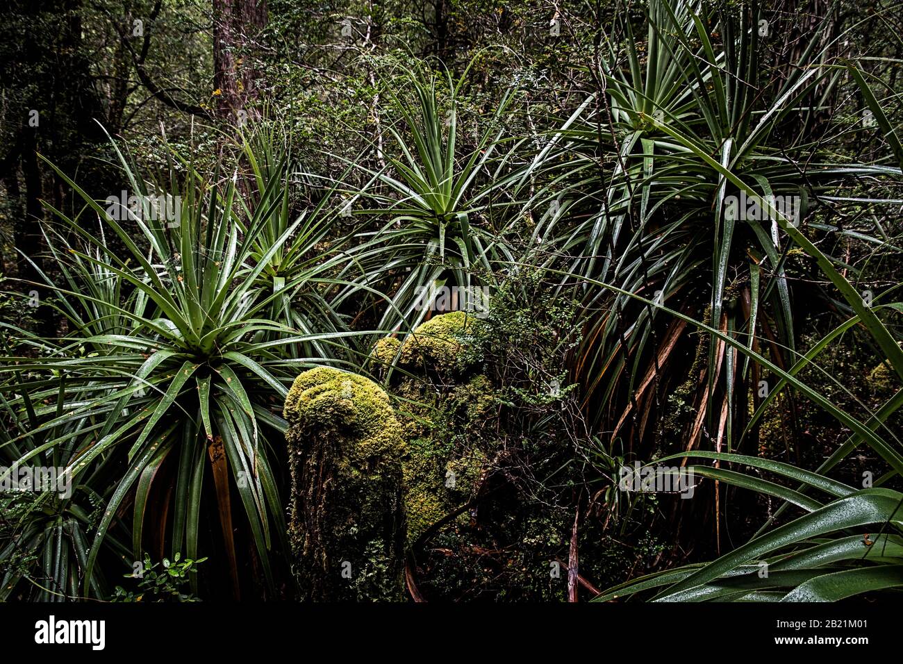 Pandani tasmania hi-res stock photography and images - Alamy