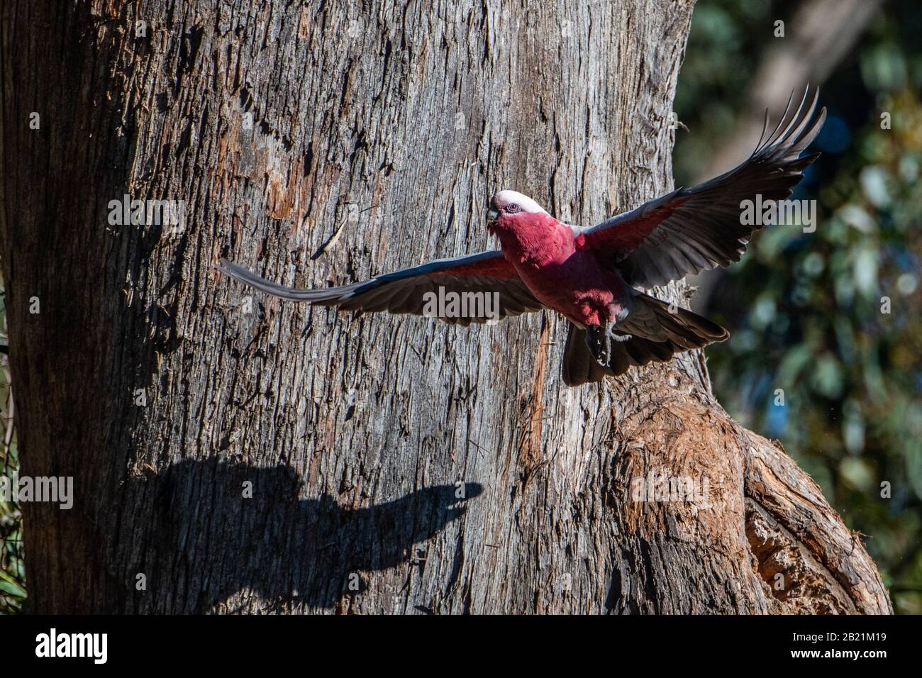 Galah hi-res stock photography and images - Alamy