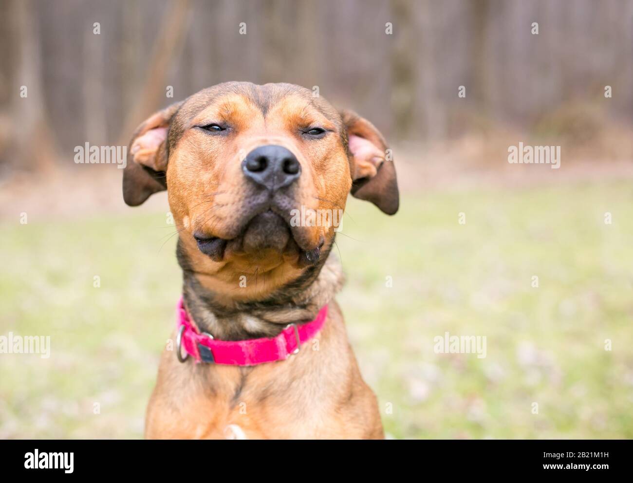 Dog Blinking Eyes High Resolution Stock Photography and Images - Alamy