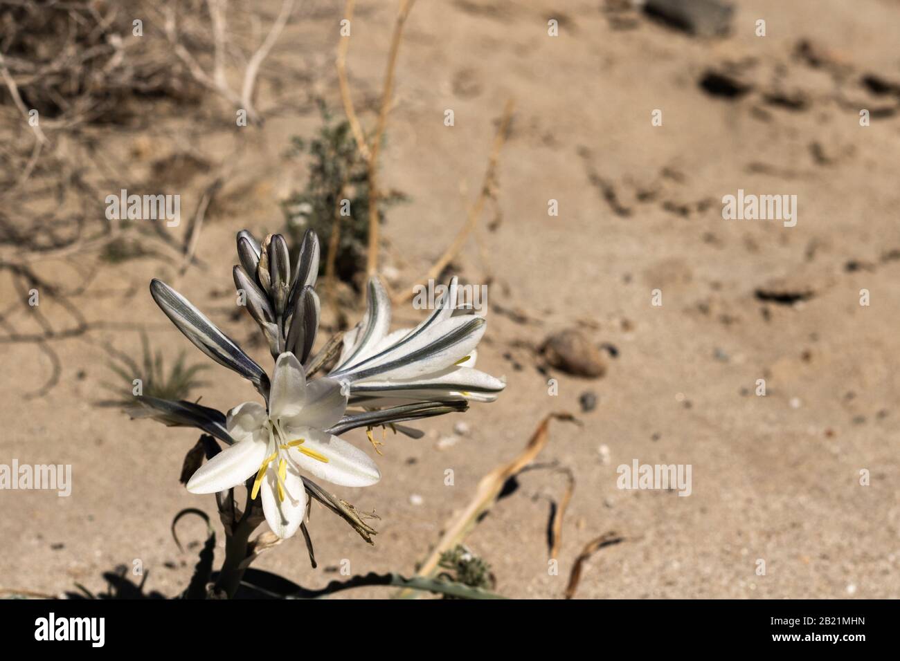 White desert or Ajo Lily Hesperocallis undulata , Sonora desert, Anza ...