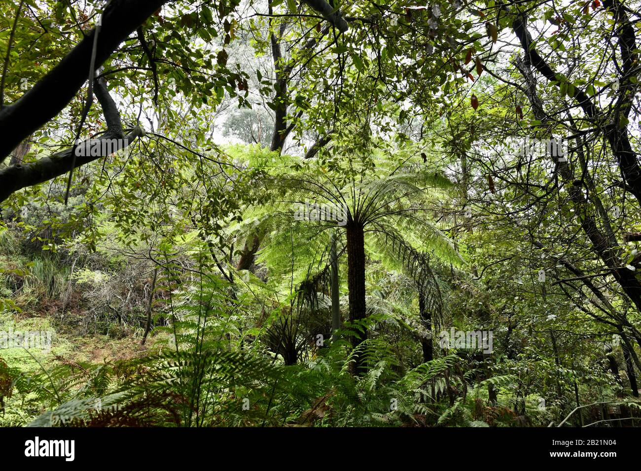 A view of warm temperate rainforest near the Leura Cascades, Australia ...