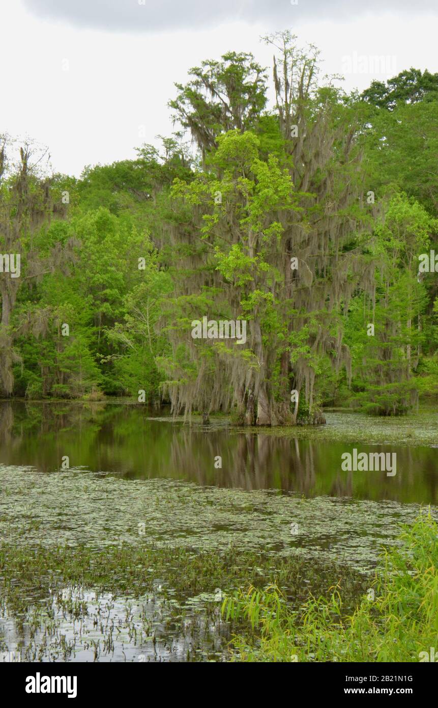 A vast peaceful wetlands area in South Western Georgia, USA Stock Photo ...