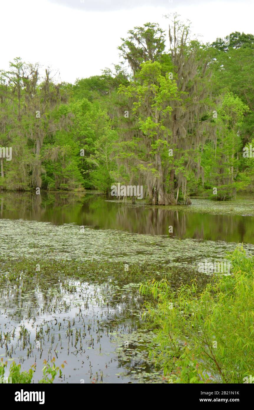 A vast peaceful wetlands area in South Western Georgia, USA Stock Photo ...