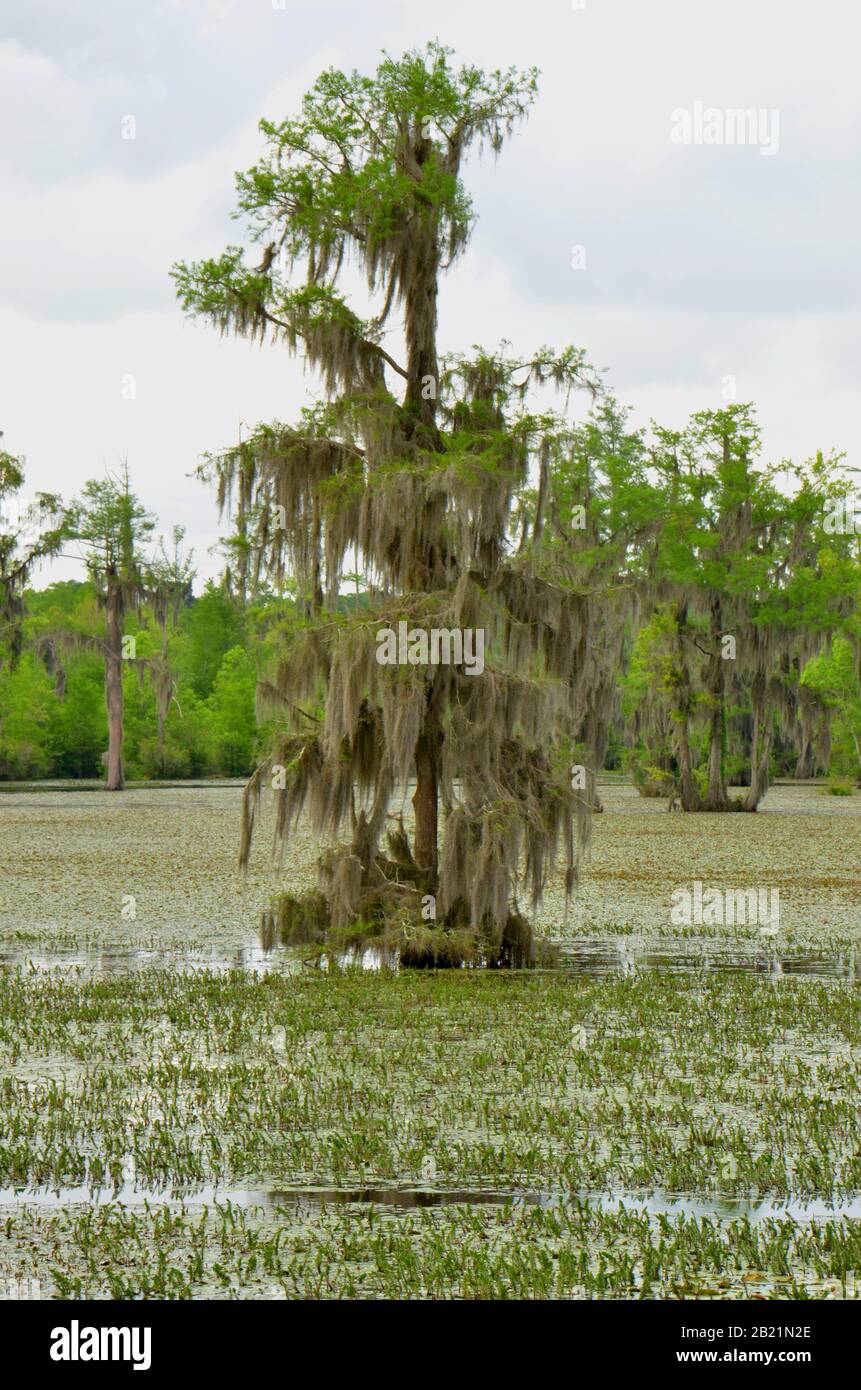 A vast peaceful wetlands area in South Western Georgia, USA Stock Photo ...