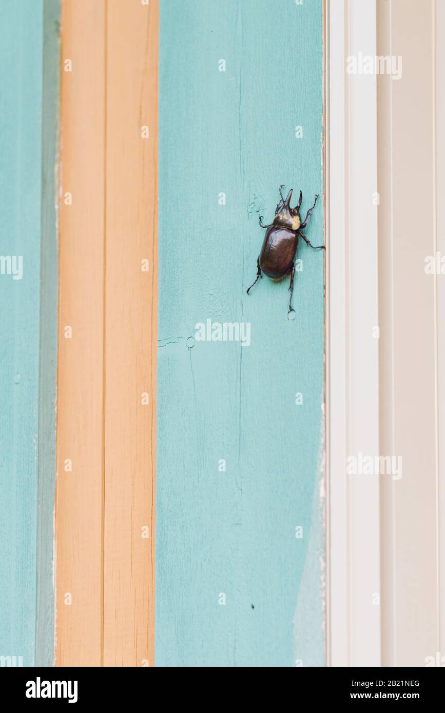 A huge beetle walks up the exterior of a cabin in the woods Stock Photo ...