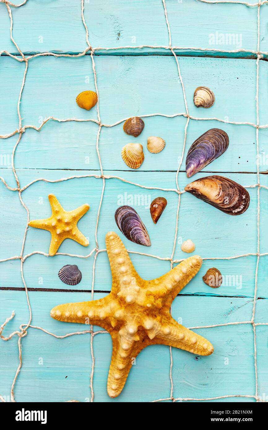 Seashells summer background. Lots of different seashells piled together ...