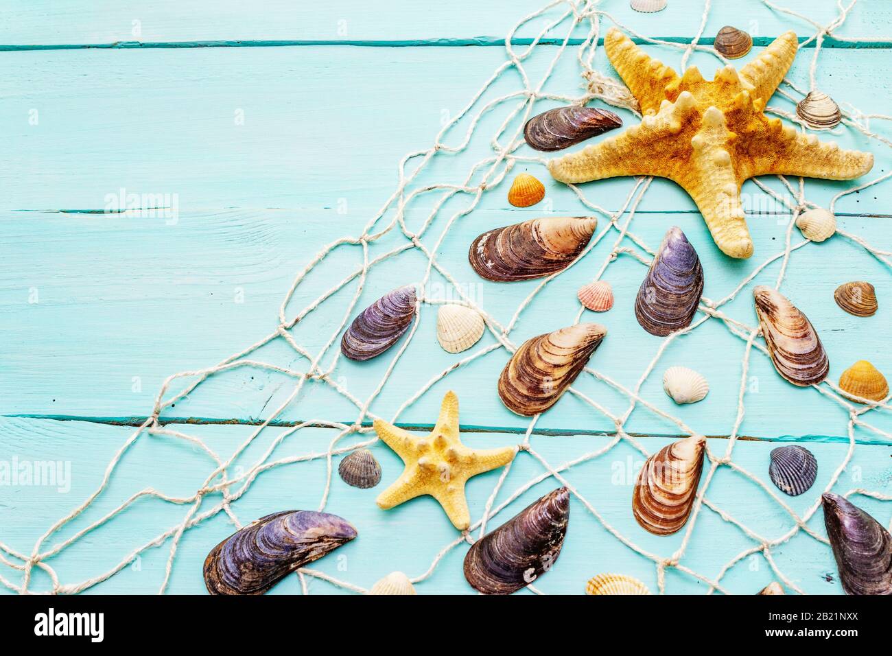 Seashells summer background. Lots of different seashells piled together ...