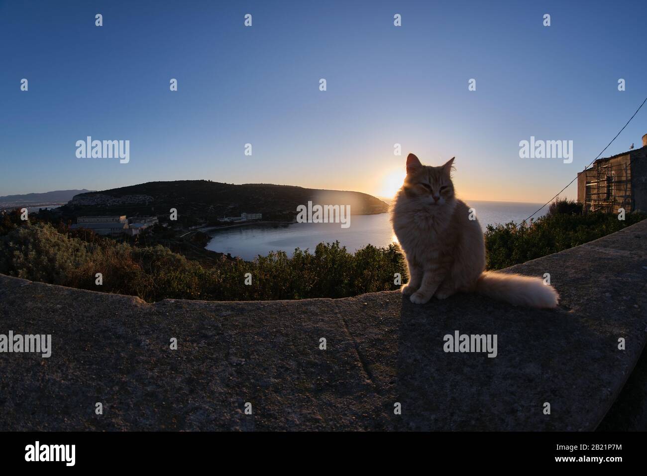 Feline colony during sunup on calamosca beach from capo sant'Elia ...