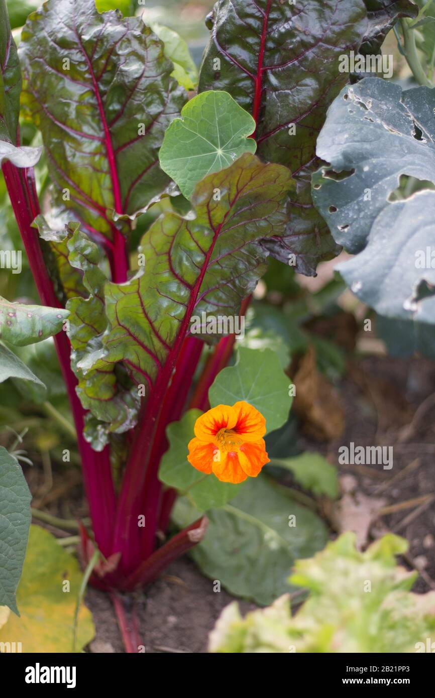 Chard and flowers hi-res stock photography and images - Alamy